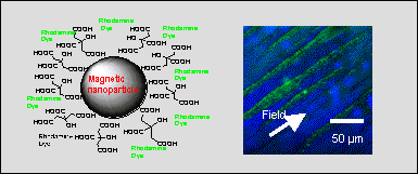The Institute for Lasers, Photonics and Biophotonics - University at ...